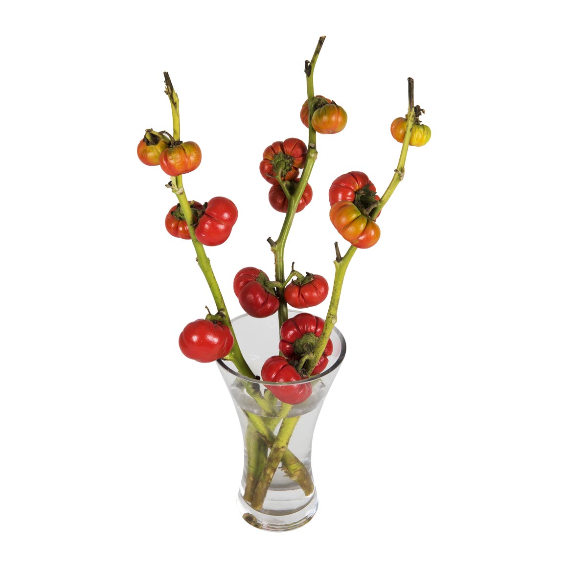 Ornamental Egg Plant Woolworths co za ornamental-egg-plant-woolworths-co-za